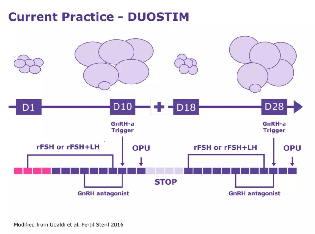 新しい卵巣刺激法〜DuoStim法 | 相模原 タナココ漢方･鍼灸接骨 | 妊活･不妊カウンセリング･よもぎ蒸し･メンタルケア･痛み解消 ...
